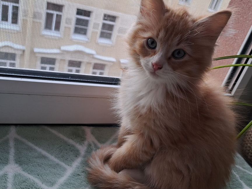 Котик сибиряк