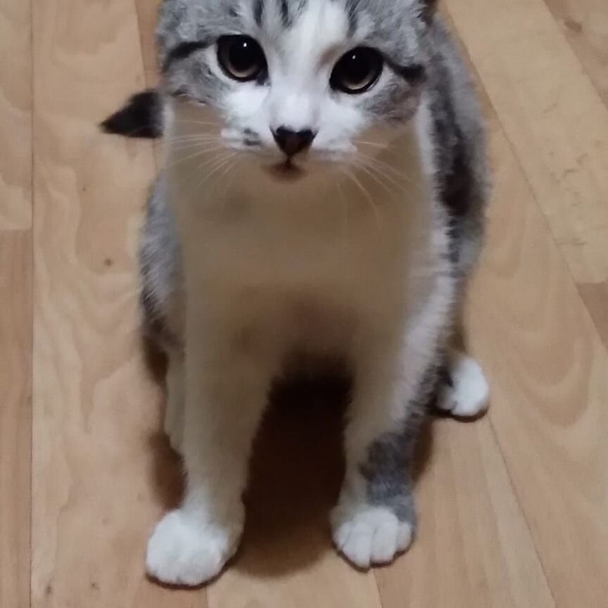 Кошки вислоухие