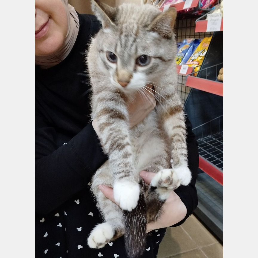 Отдам кота в добрые руки бесплатно