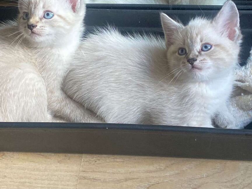 Котики в добрые руки