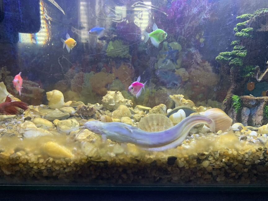 Сом межкожаберный (альбенос)