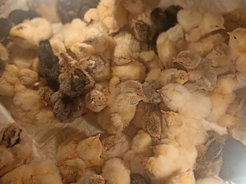 Цыплята породы брама