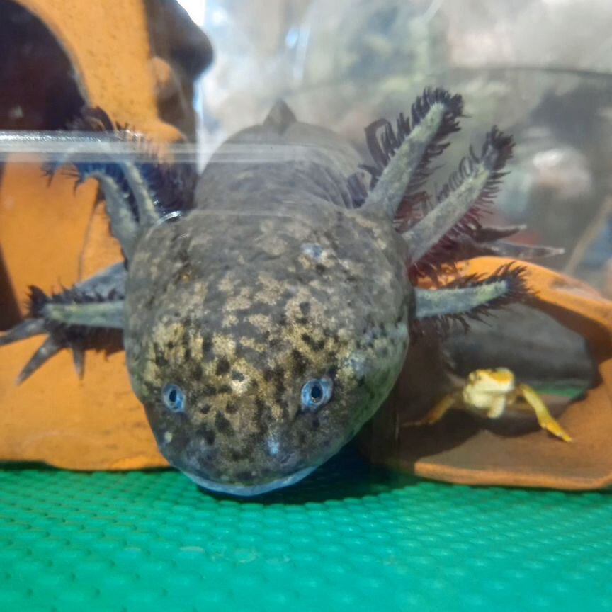 Партнёр для размножения