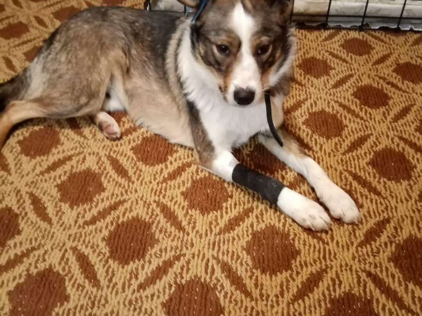 Молодой кобелек в дар (доставка)