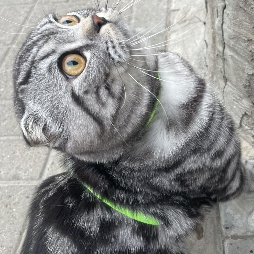 Шотландский вислоухий кот с документами