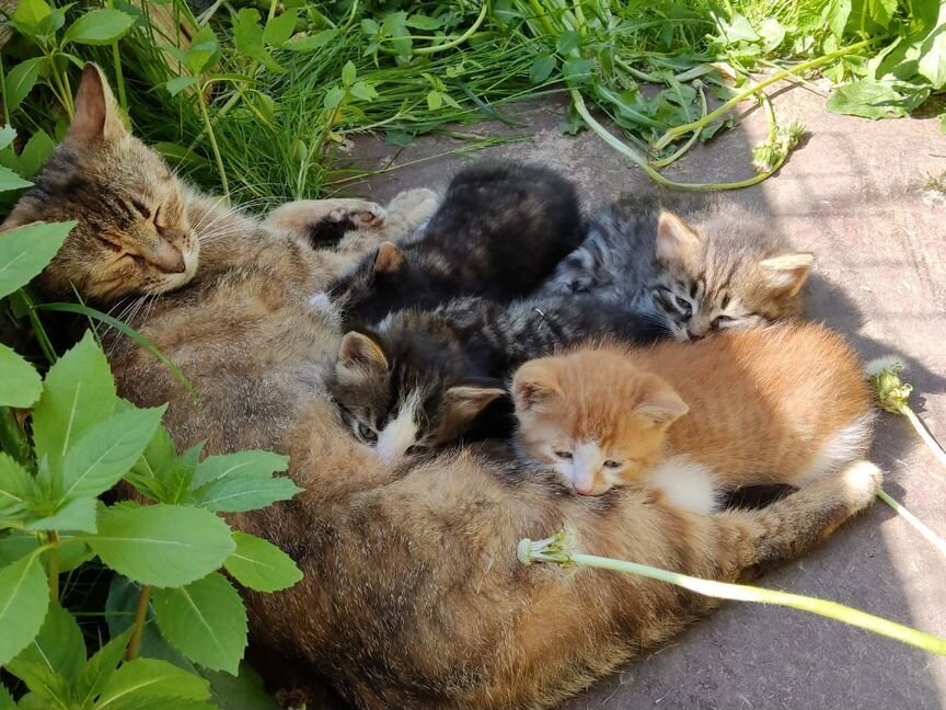 Котята майские