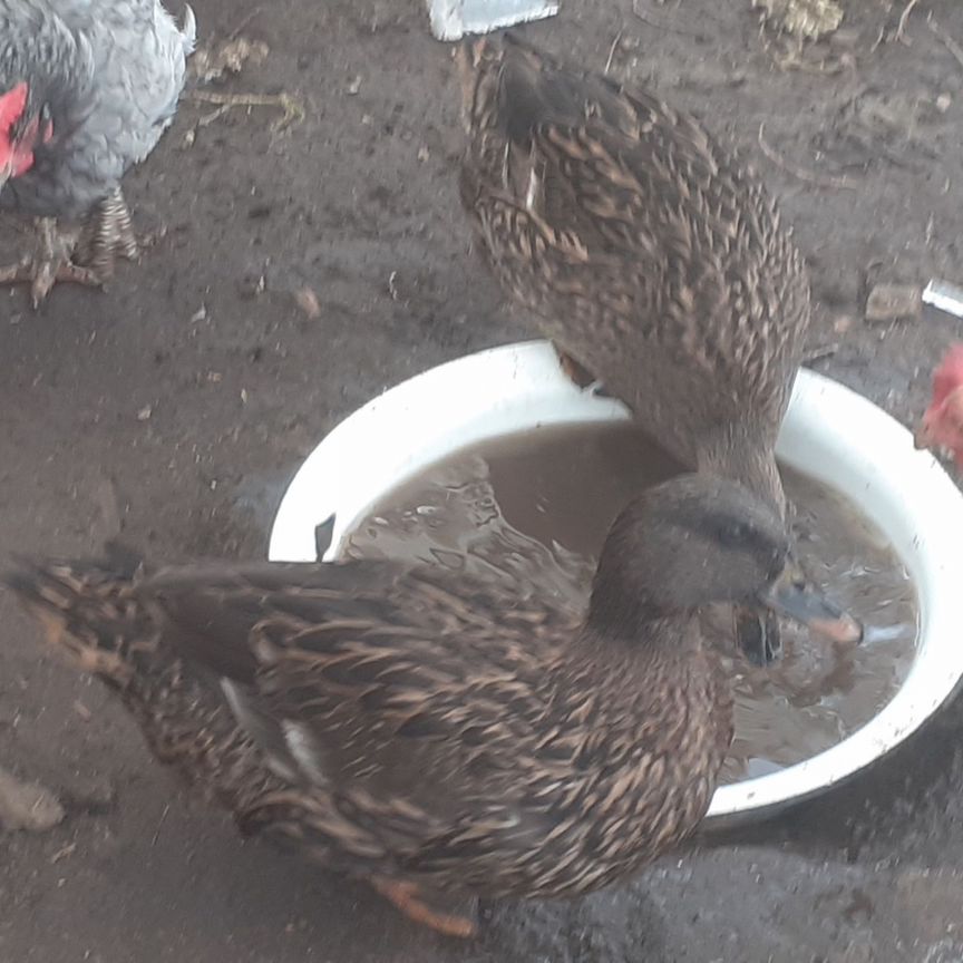 Подсадные утки