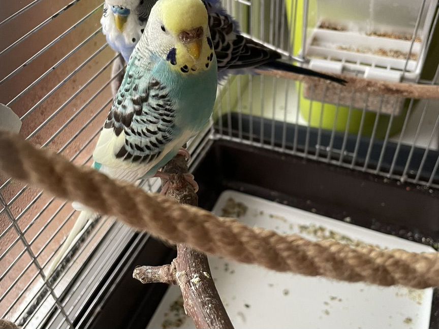 Волнистики, 10мес, мальчик и девочка