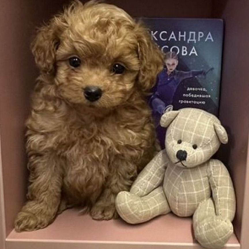 Мальтипу, щенок