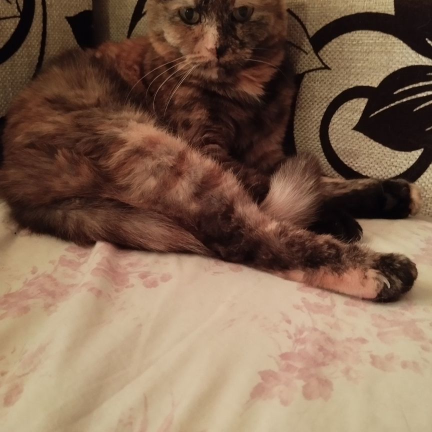 Взрослая, Девочка кошка в добрые руки