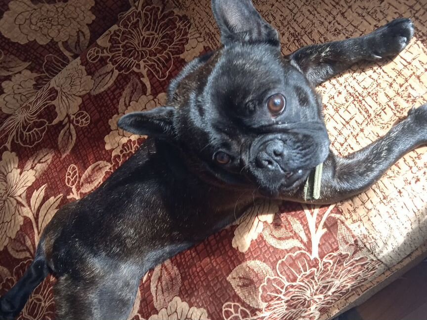 Продам булика