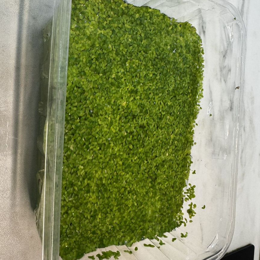 Ряска для аквариума