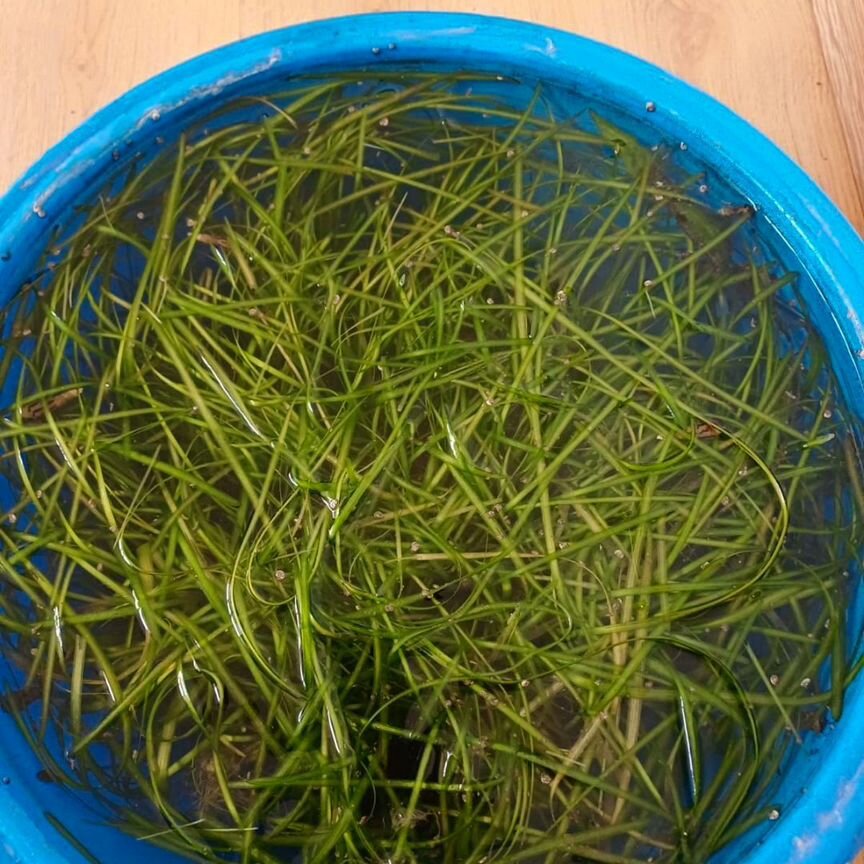 Отдам водоросли и улиток