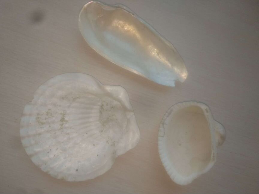 Ракушки морские для аквариума