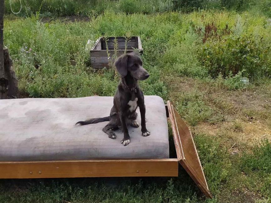 Собака осталась без хозяев, помогите пристроить