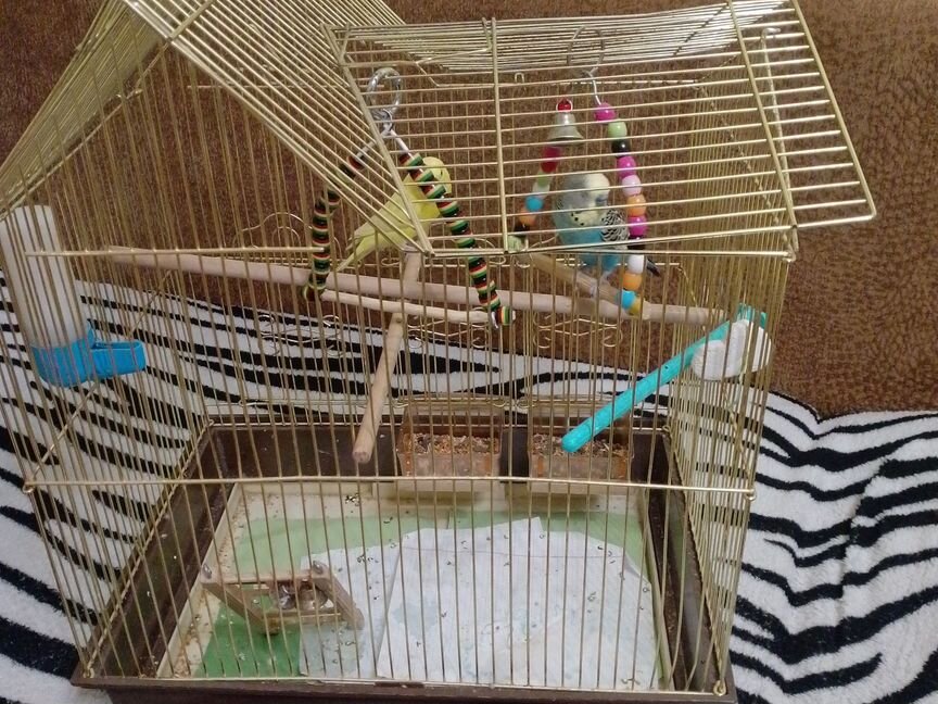 Чижа и Кеша