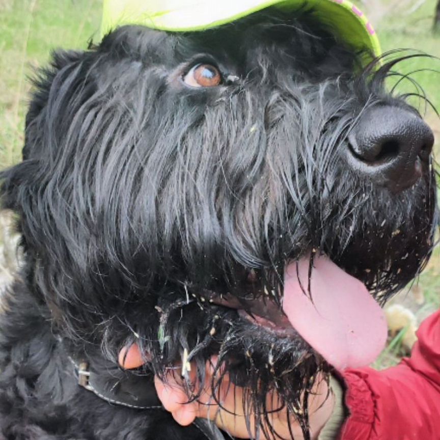 Русский черный терьер вязка