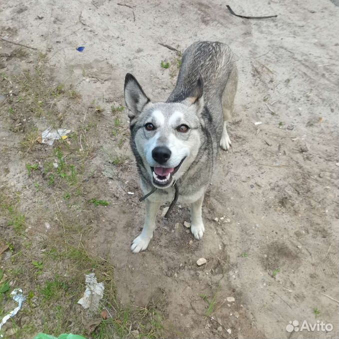 Найдена собака Помесь лайка хаски