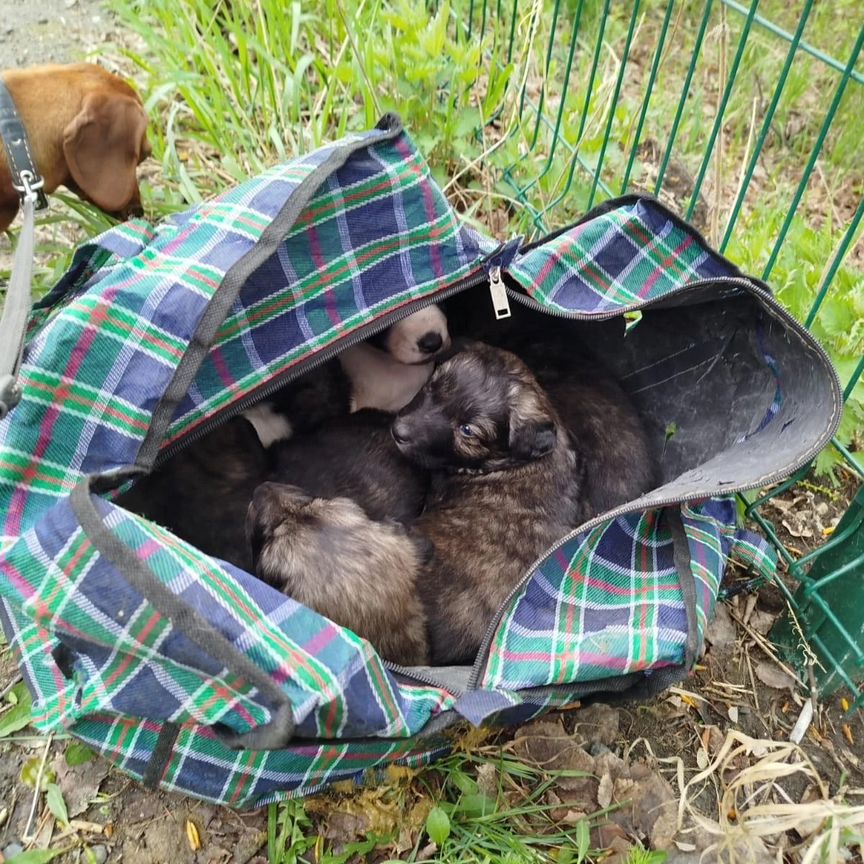 Отдам щенят в добрые руки