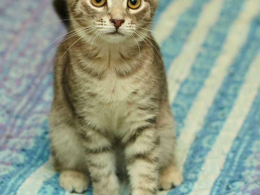 Кошечка Бусинка в добрые руки