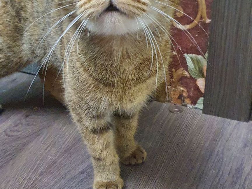 Шотландская вислоухая кошка