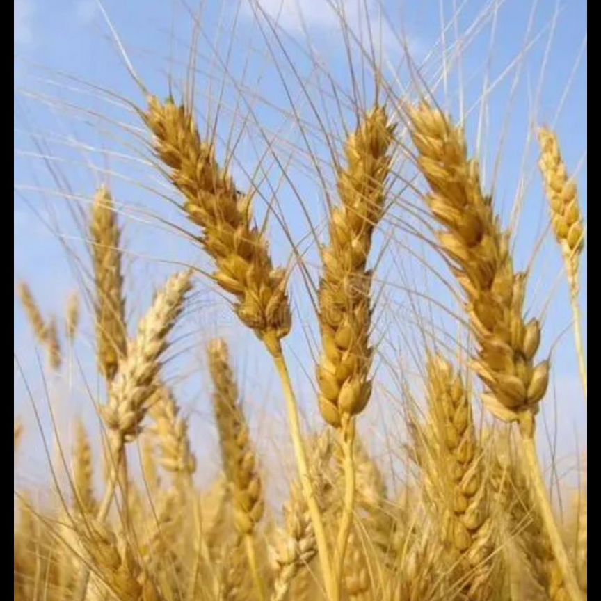Зерно пшеница мешками, доставка