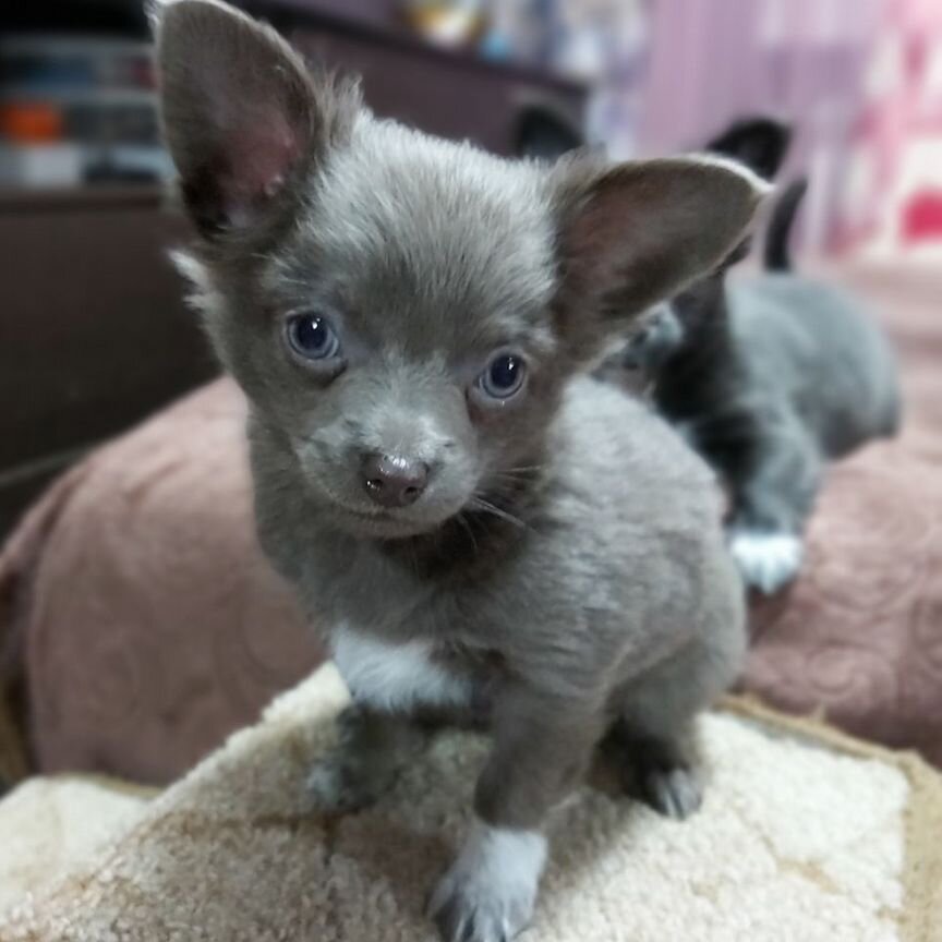 Домашние животные собаки щенки