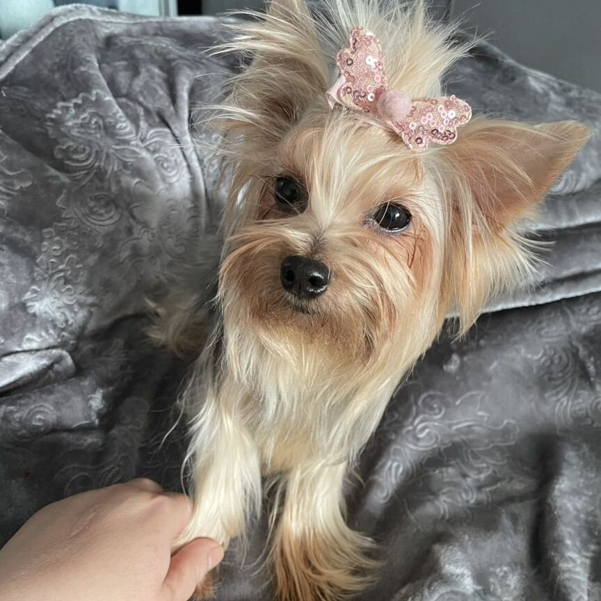 Йоркширский терьер