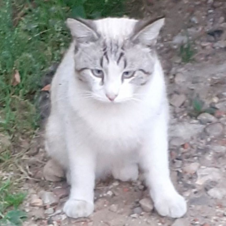Молодые котики-подростки метисы в поисках семьи