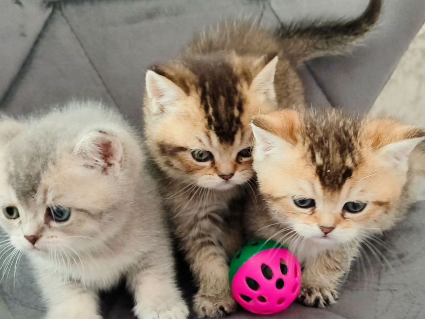 Котята британские