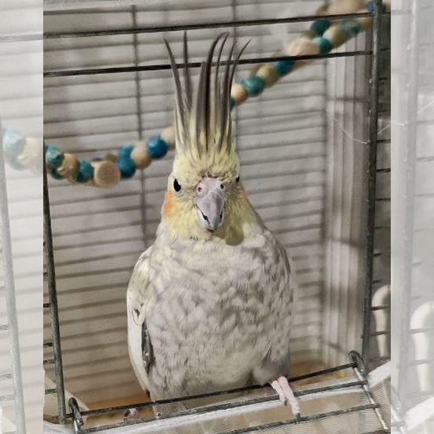 Попугай корелла