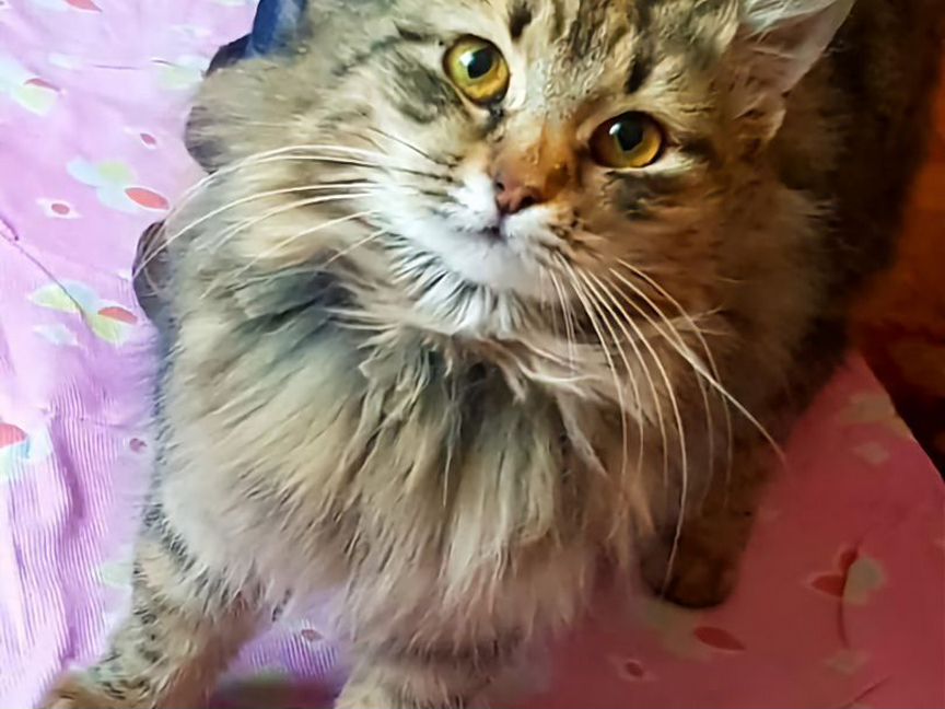 Киса Алиса в дар