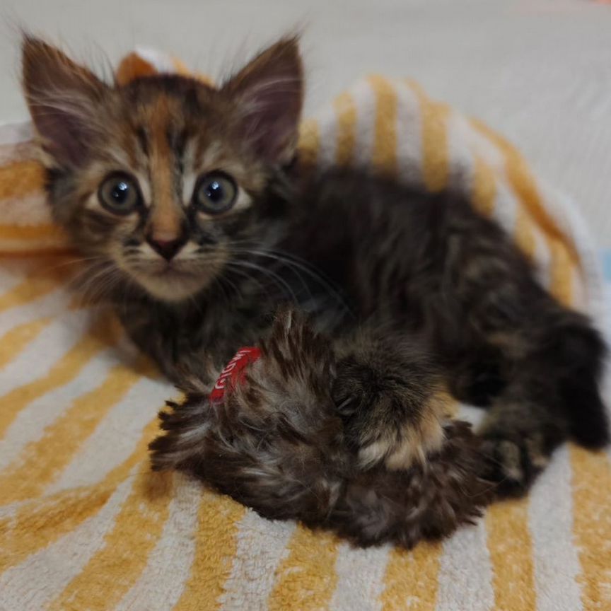 Европейский короткошёрстный котёнок