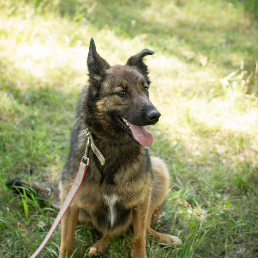 Приютская девочка Зира в добрые руки