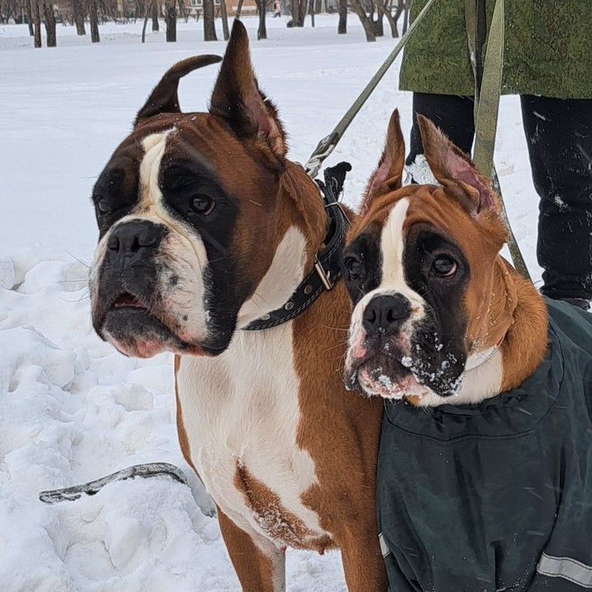 Щенки боксера