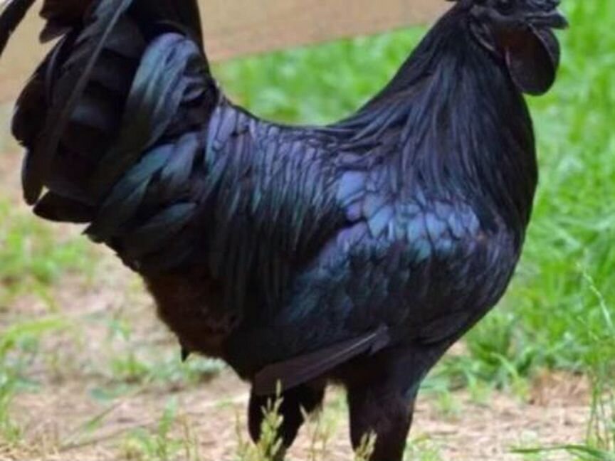 Петух аям цемани 10 мес