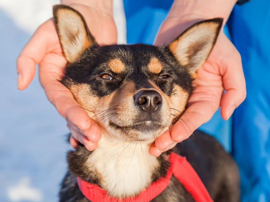 Кнопочке нужен хозяин и дом