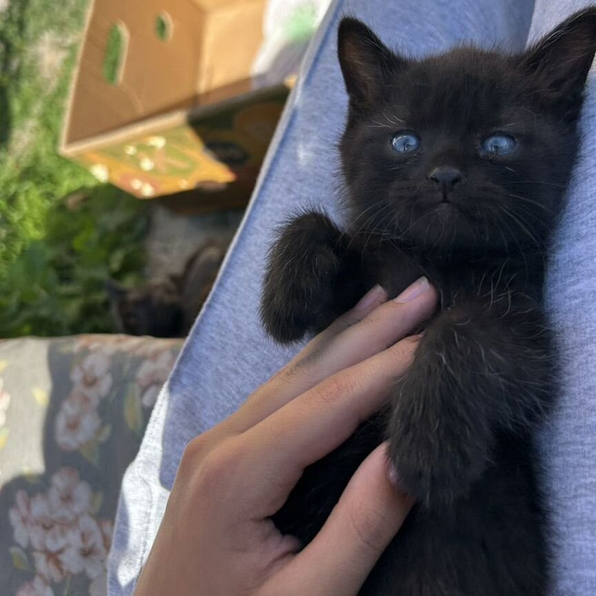 Лапочки-котятки