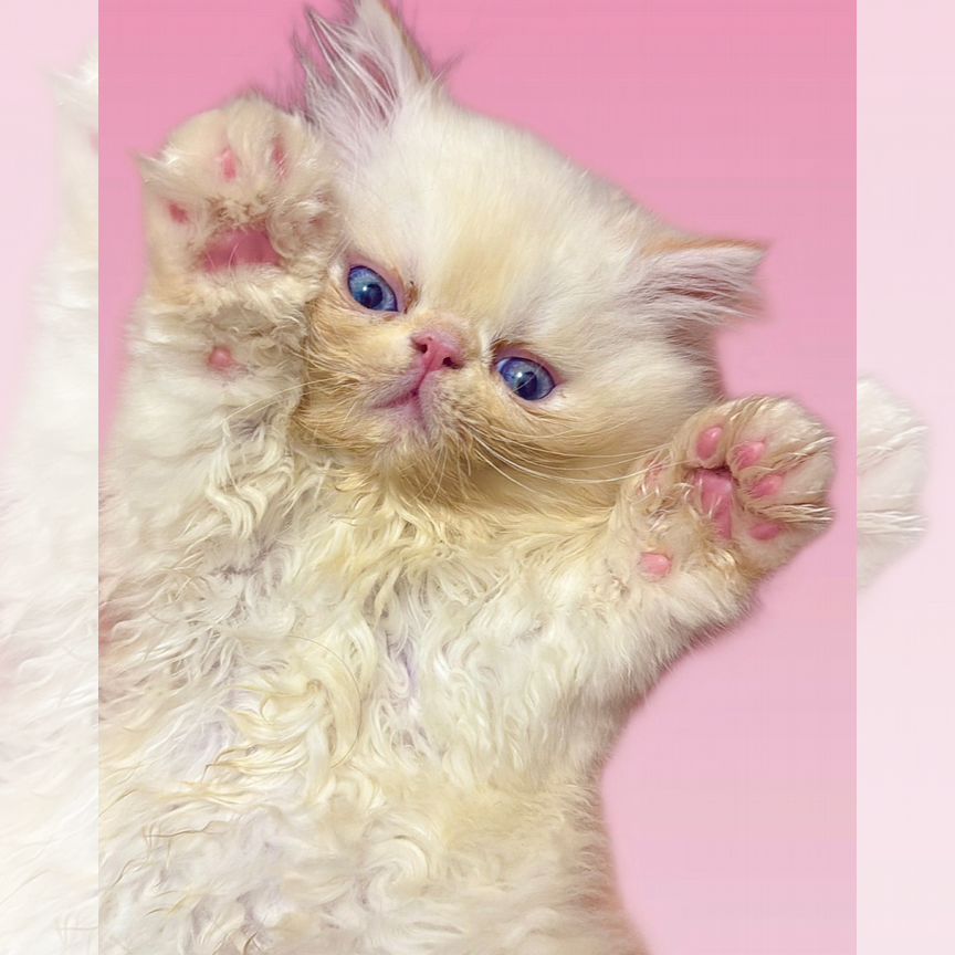Персидский котёнок