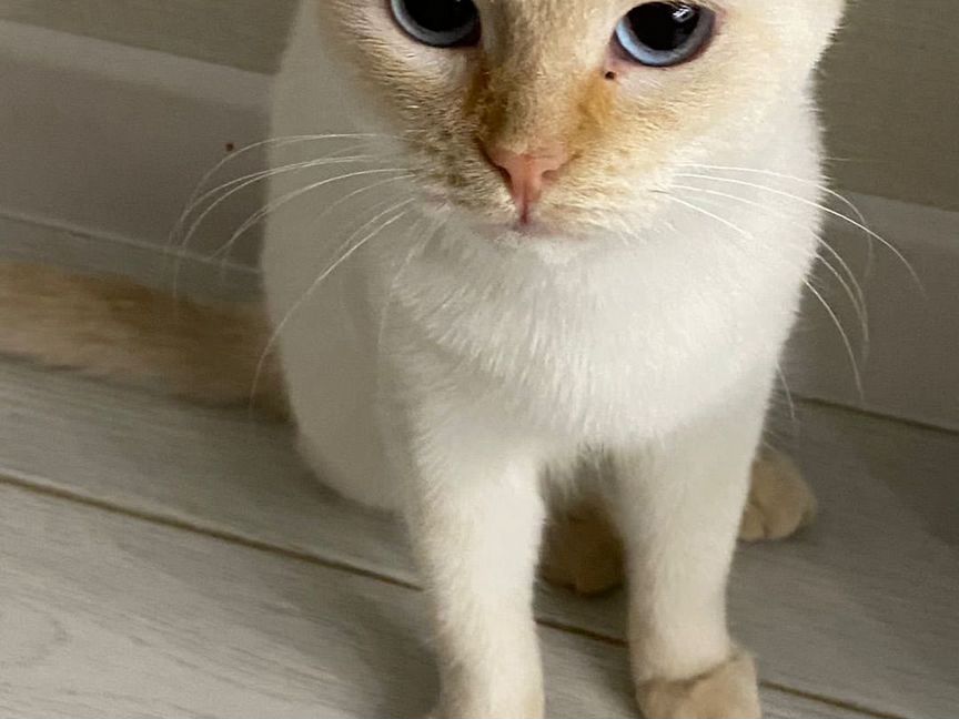 Кошечка молоденькая в добрые руки