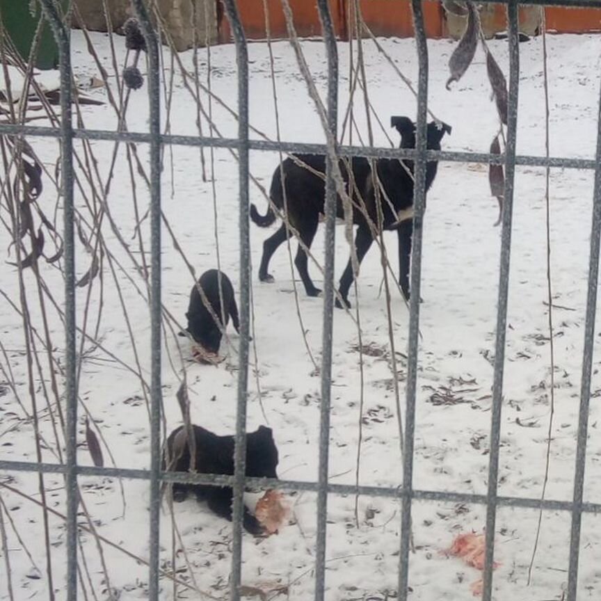 Щенки крупной собаки в добрые заботливые руки