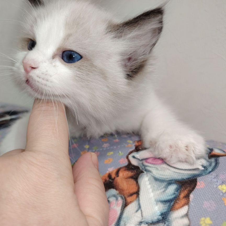 Рэгдолл котёнок