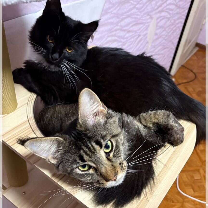 Мейн-кун, взрослая кошка