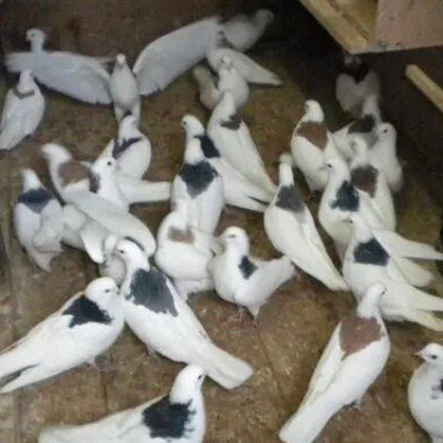 Голубь