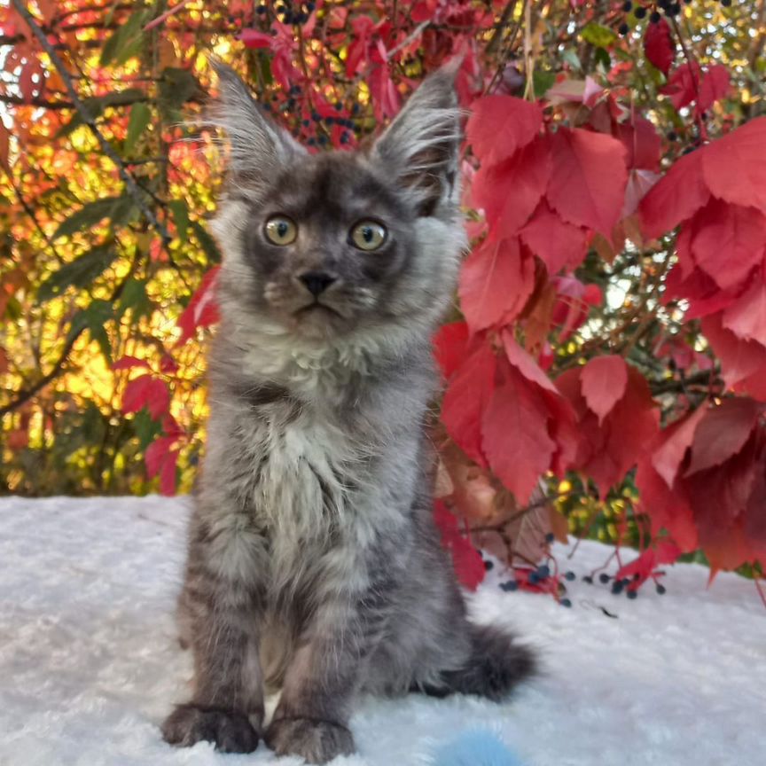 Котик мейн-кун