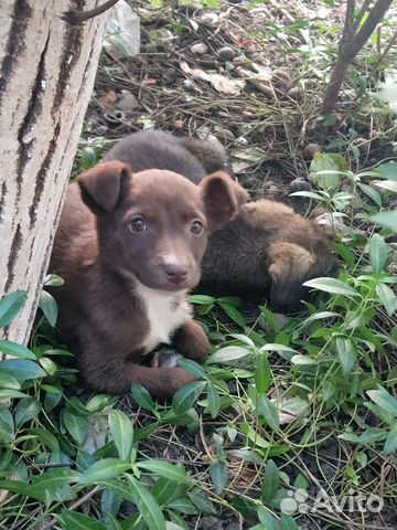 Отдам в добрые руки