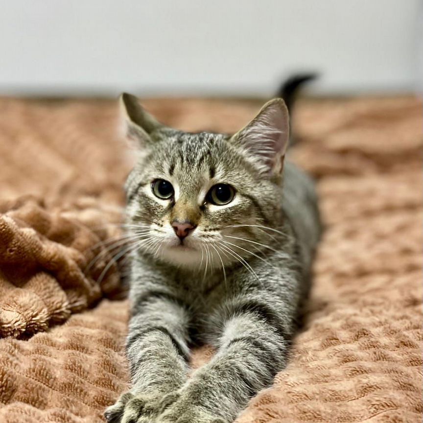 Чудесный котик