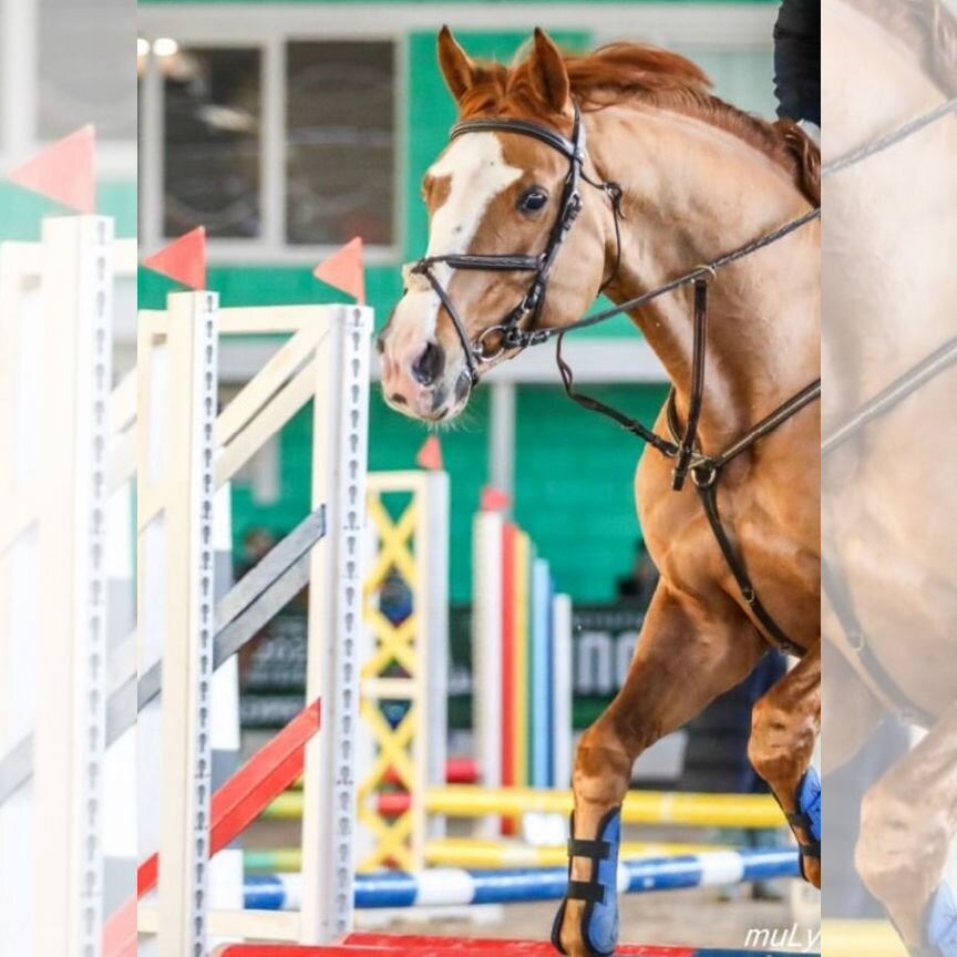 Мексиканское оголовье Prestige