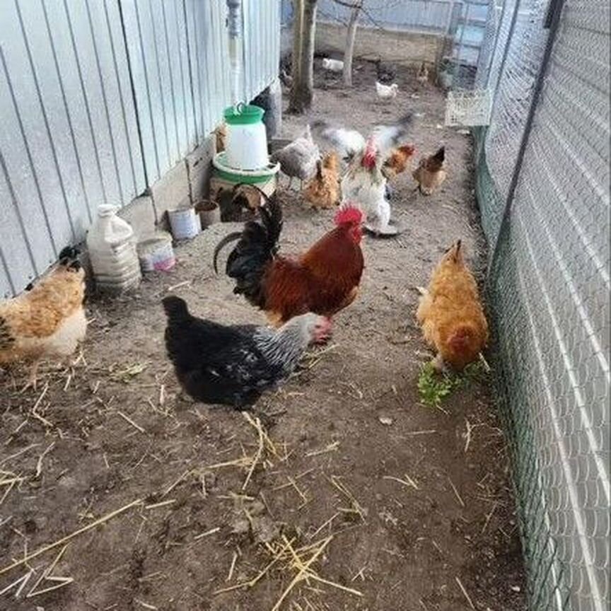 Куры несушки