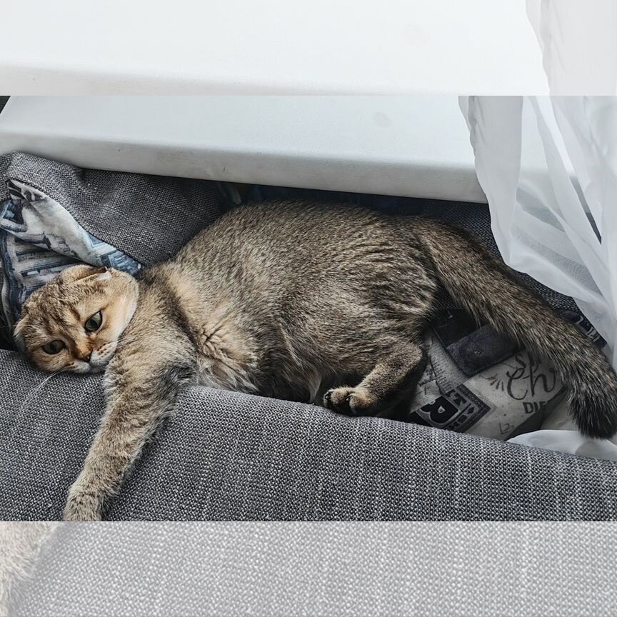 Шотландская вислоухая короткошёрстная, взрослая кошка